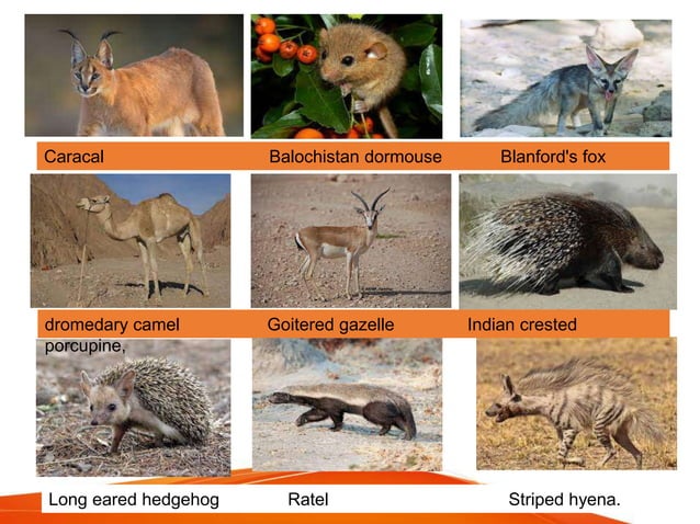 zoogeography of pakistan.pptx fauna of Pakistan | PPTX