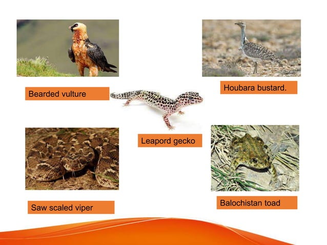 zoogeography of pakistan.pptx fauna of Pakistan | PPTX