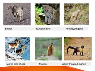 zoogeography of pakistan.pptx fauna of Pakistan | PPTX