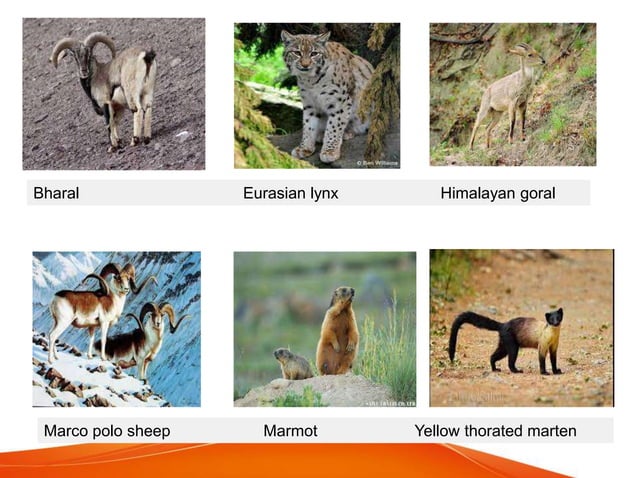 zoogeography of pakistan.pptx fauna of Pakistan | PPTX