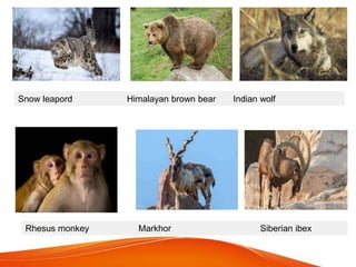 zoogeography of pakistan.pptx fauna of Pakistan | PPTX