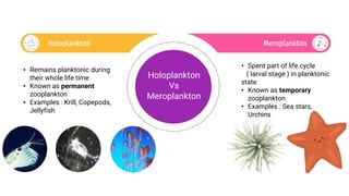 Zoogeography of the Holoplankton.pptx