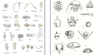 Zoogeography of the Holoplankton.pptx
