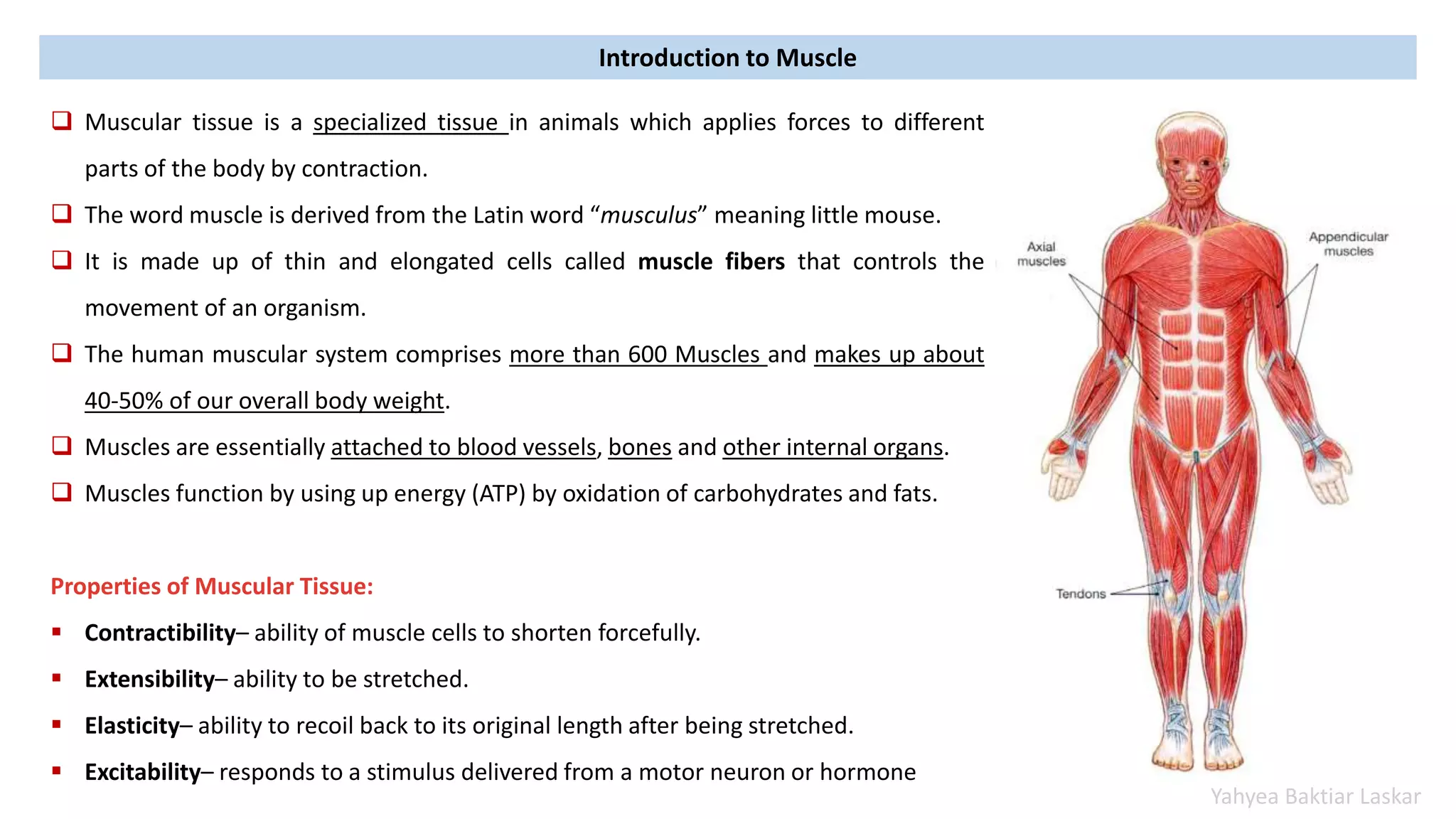 Introduction to Muscles, their types, functions, ultrastructure ...