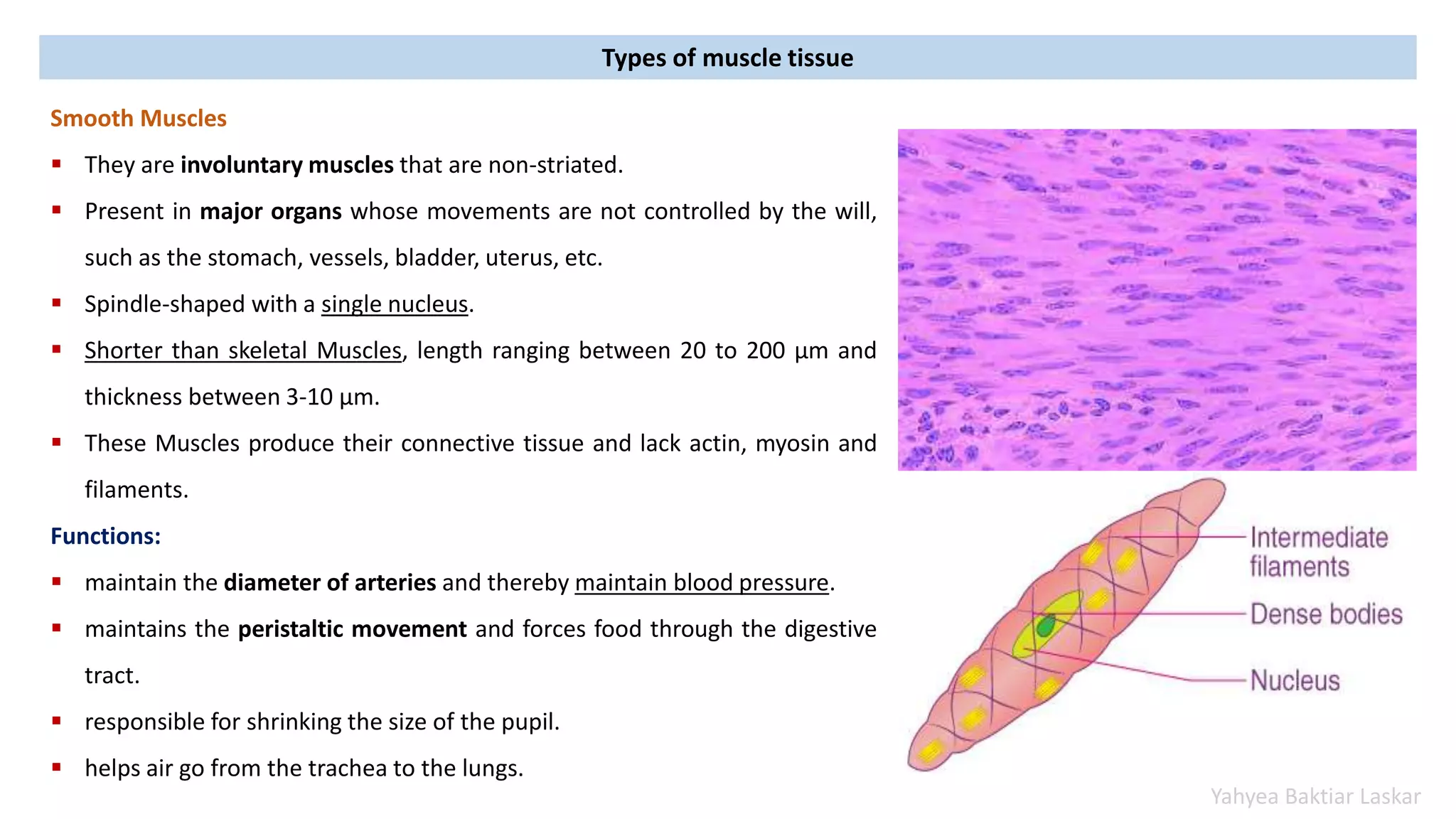 Introduction to Muscles, their types, functions, ultrastructure ...