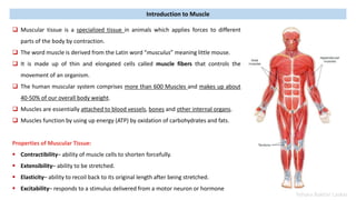 Introduction to Muscles, their types, functions, ultrastructure ...