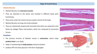 Introduction to Muscles, their types, functions, ultrastructure ...