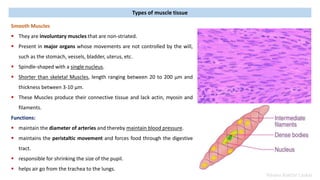 Introduction to Muscles, their types, functions, ultrastructure ...