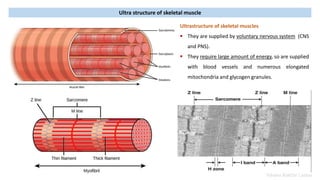 Introduction to Muscles, their types, functions, ultrastructure ...