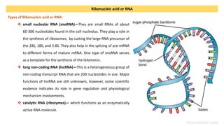 Nucleic acids, their structure, types, and functions | PPT