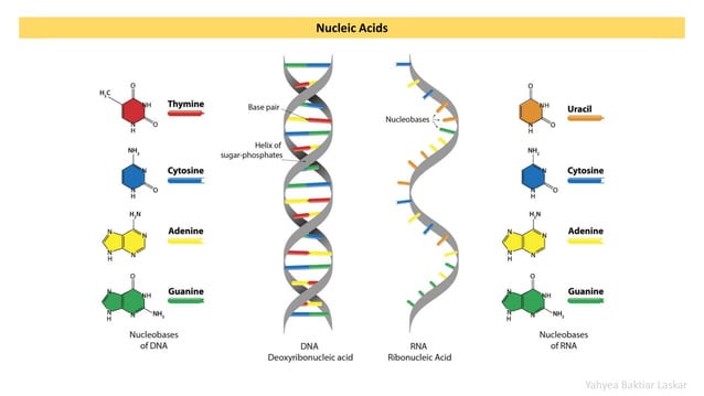 Nucleic acids, their structure, types, and functions | PPT