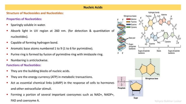 Nucleic acids, their structure, types, and functions | PPT