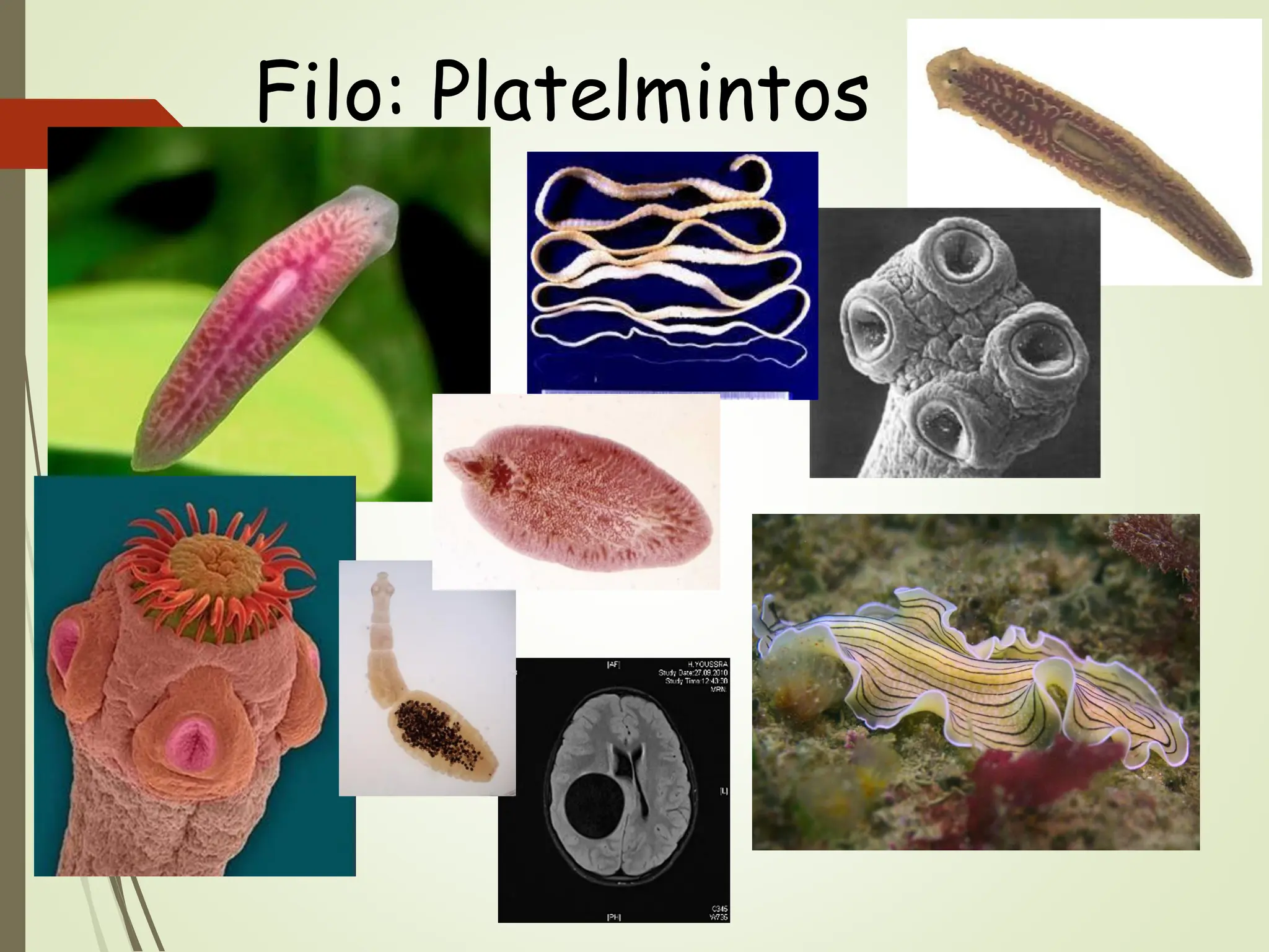 ZOO+I+-+UNIDAD+IV+-+Tema+5+-+Filo+Platelmintos+1+-+Generalidades+ ...