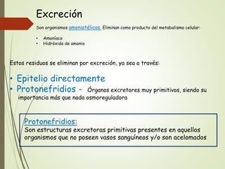 ZOO+I+-+UNIDAD+IV+-+Tema+5+-+Filo+Platelmintos+1+-+Generalidades+ ...