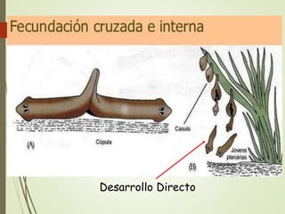 ZOO+I+-+UNIDAD+IV+-+Tema+5+-+Filo+Platelmintos+1+-+Generalidades+ ...