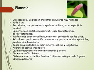 ZOO+I+-+UNIDAD+IV+-+Tema+5+-+Filo+Platelmintos+1+-+Generalidades+ ...