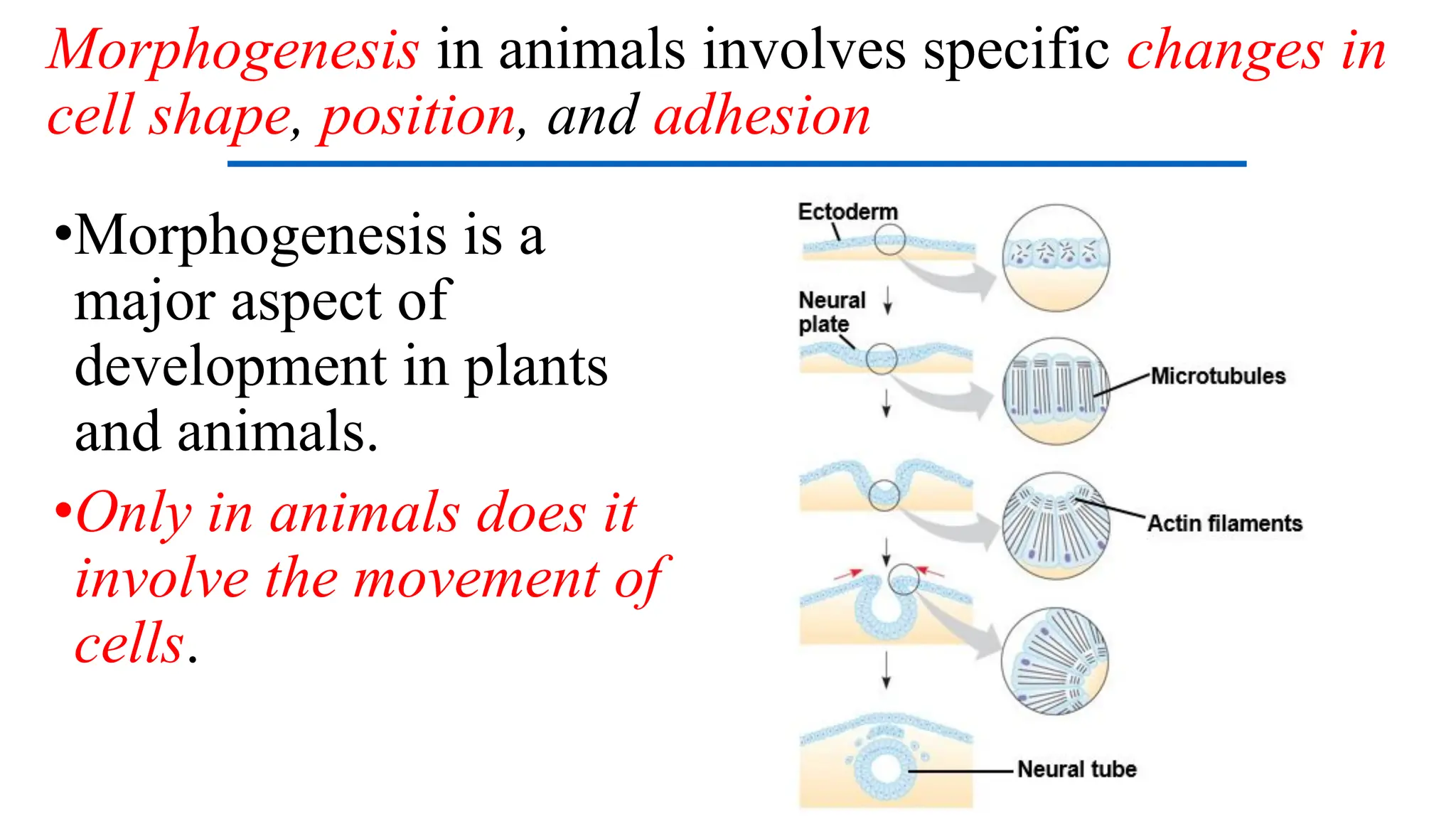 Zoology lecture ANIMAL-DEVELOPMENT pdf ppt | PDF
