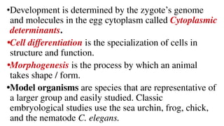 Zoology lecture ANIMAL-DEVELOPMENT pdf ppt | PDF