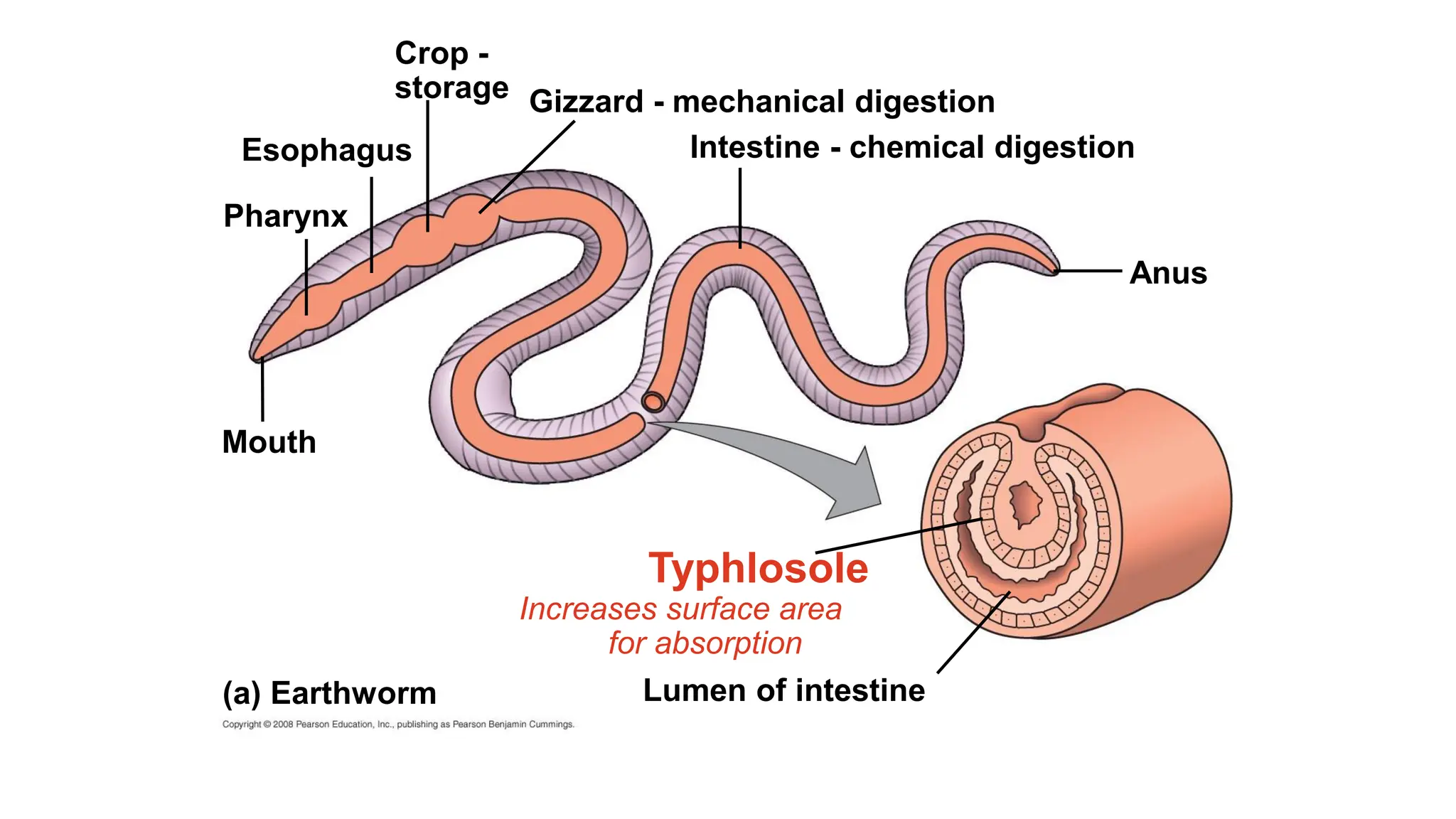 ZOOLOGY LECTURE_ANIMAL-NUTRITION.pdf PPT | PDF