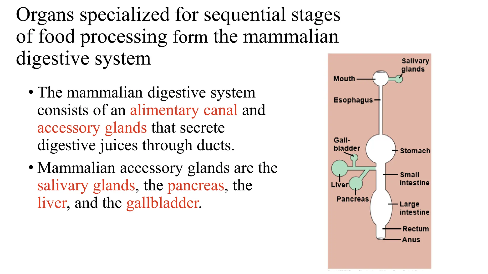 ZOOLOGY LECTURE_ANIMAL-NUTRITION.pdf PPT | PDF
