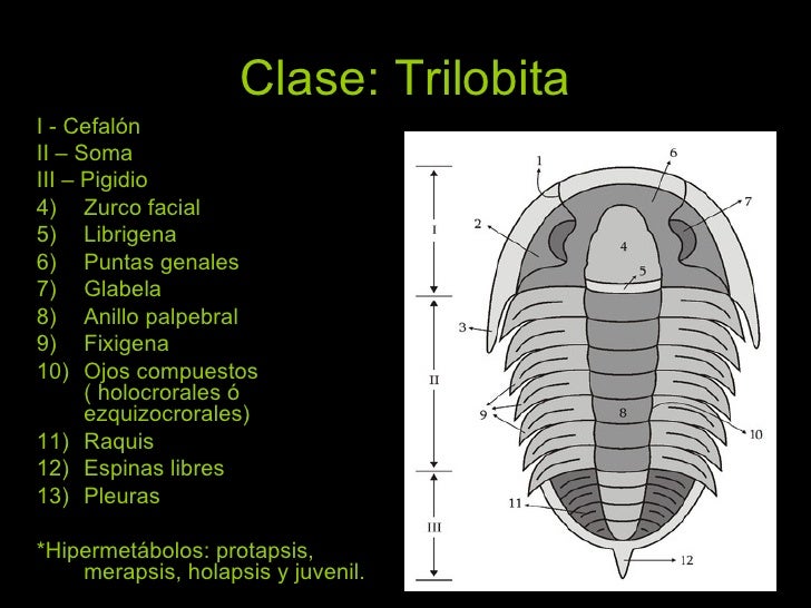 Subphyla Trilobitomorpha & Chelicerata.