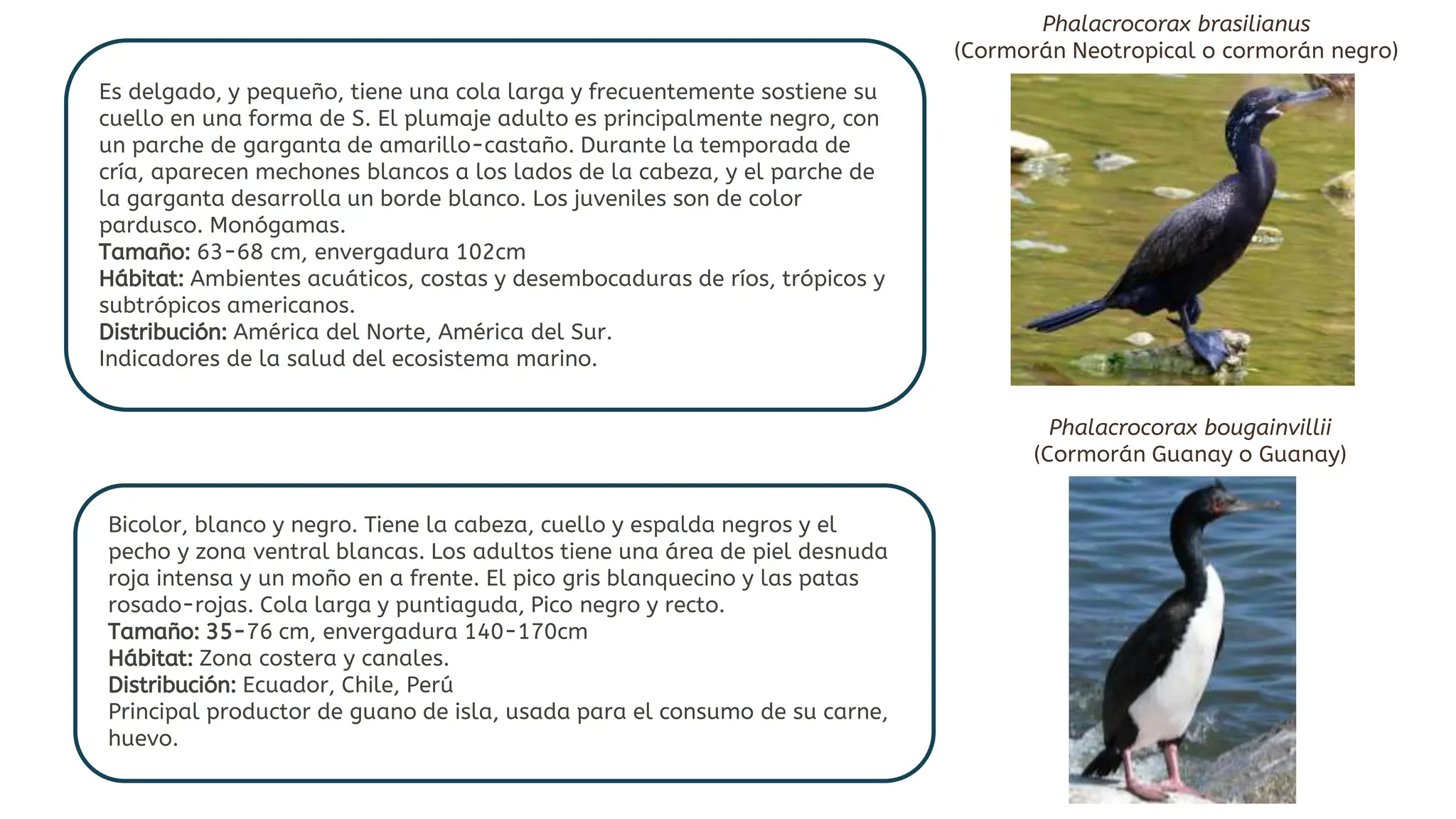 Zoología Sistemática II - AVES.pptx