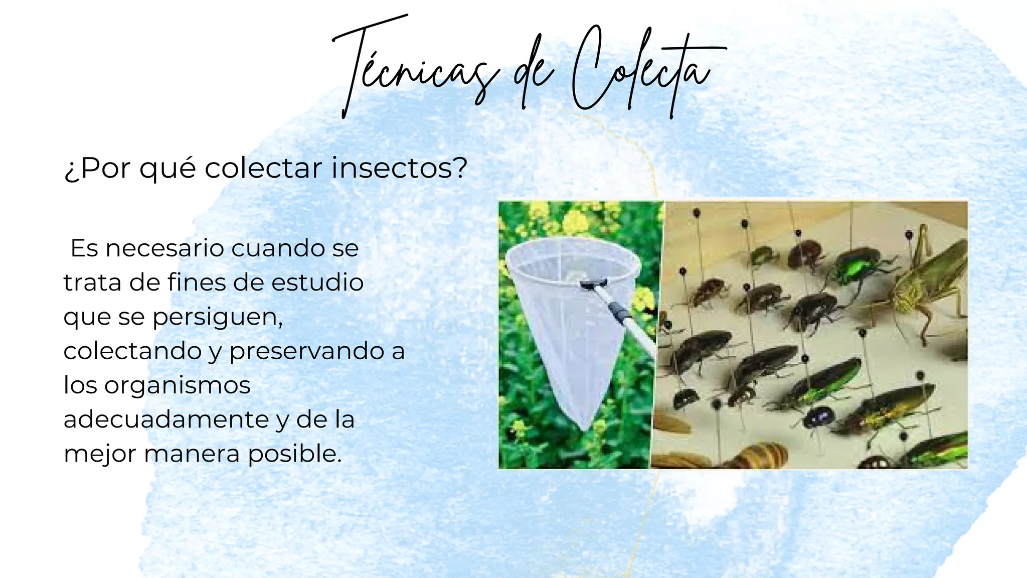 Técnicas de colecta de insectos, trampas de luz, la caja entomológica ...