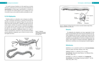 Zoologia-de-Invertebrados-II, visão completa sobre invertebrados | PDF