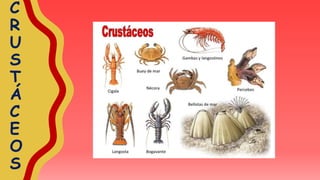 Artrópodos-Clase Crustácea | PPTX