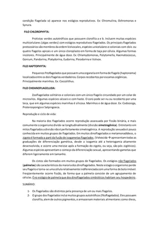 Zoologia de invertebrados - Estudo 1 | DOCX