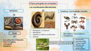 Artrópodos, Tipos, Características, Clases | PPTX