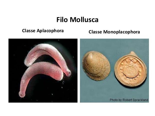 Aplacophora e Monoplacophora