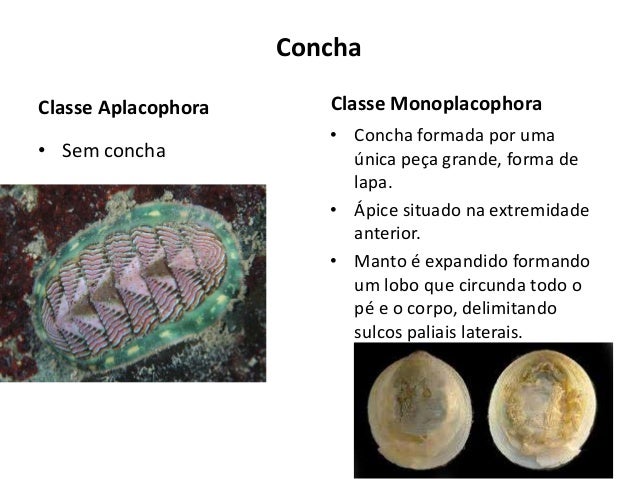 Aplacophora e Monoplacophora