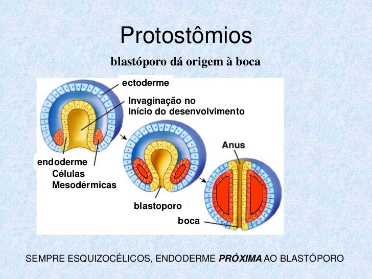 Zoologia geral aulas 1