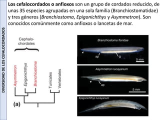 Zoologia_Vertebrados_clases_2_3_Cordados_1_2_ECLB_3201_2023.pdf
