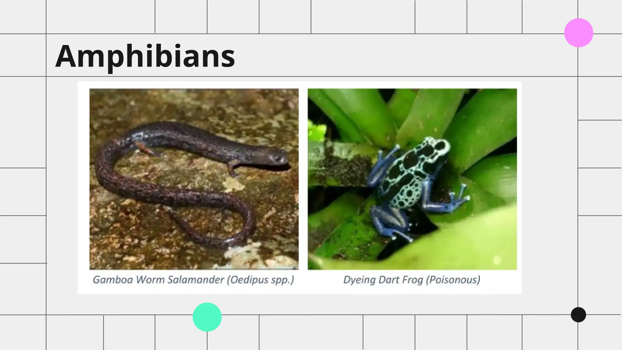Zoological Characteristics of Neotropical Region.pptx