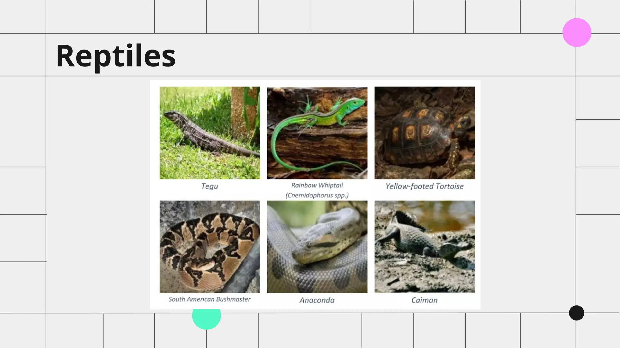 Zoological Characteristics of Neotropical Region.pptx
