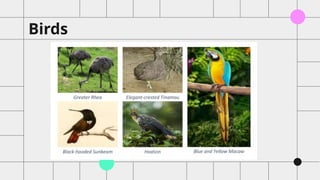 Zoological Characteristics of Neotropical Region.pptx