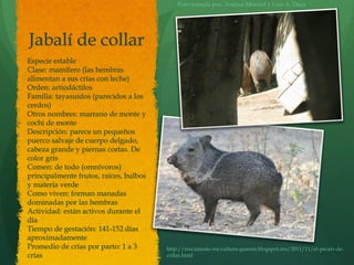Zoologico de chapultepec | PDF
