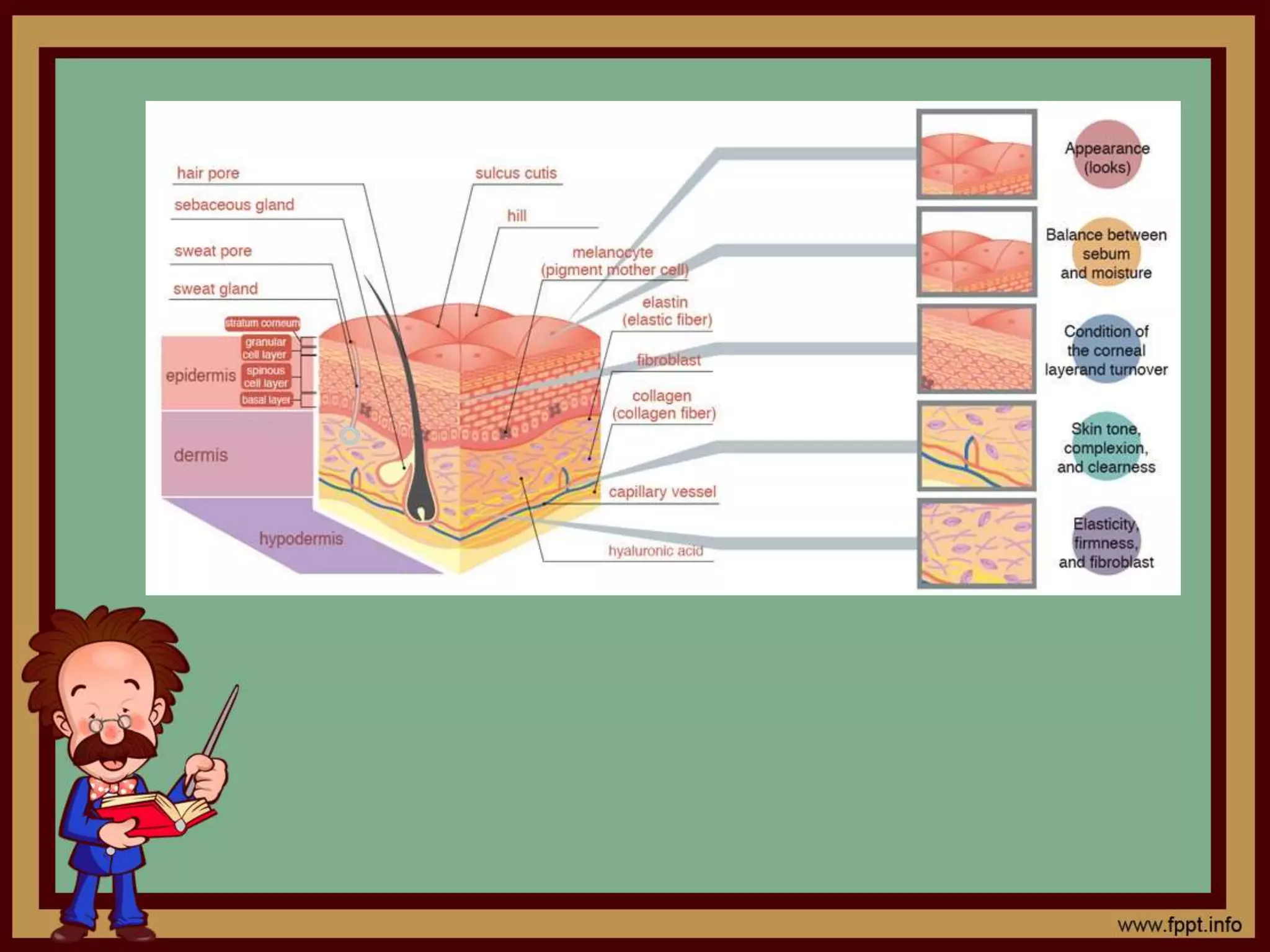 sistem integumen | PPTX