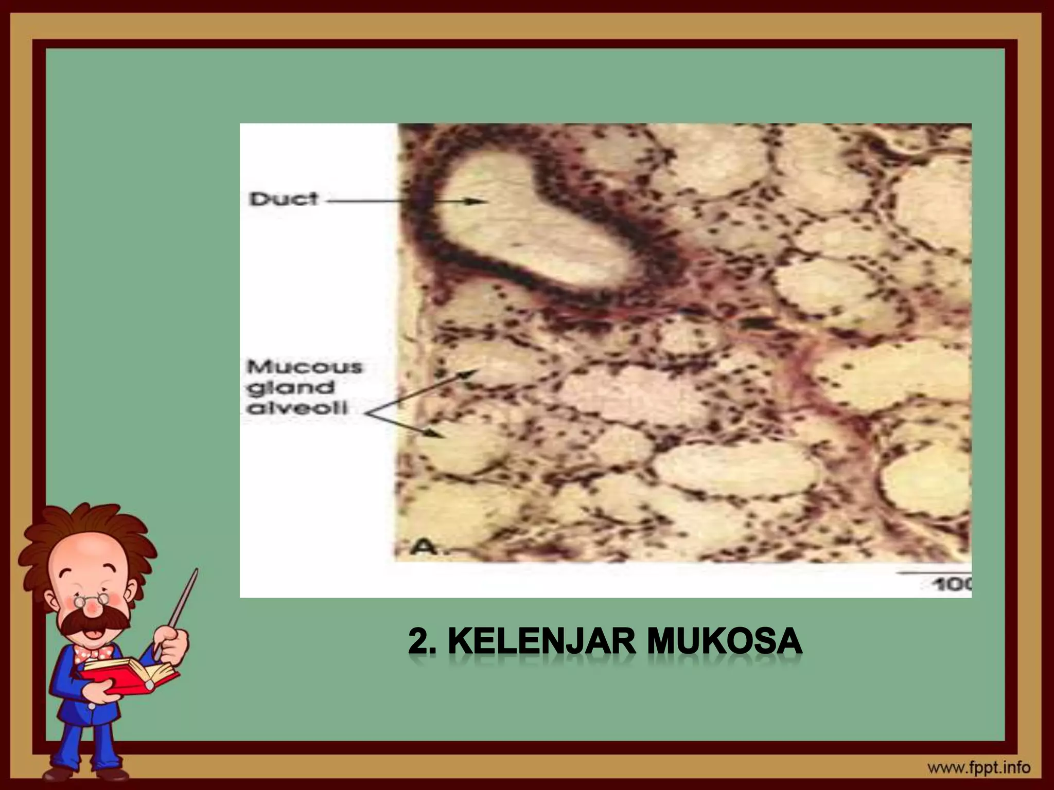 sistem integumen | PPTX