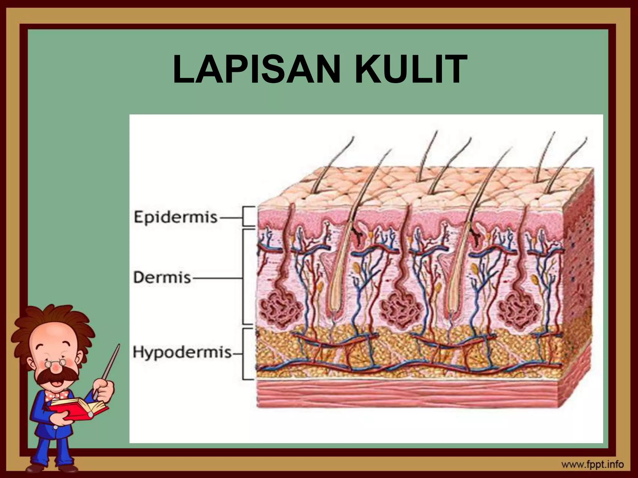 sistem integumen | PPTX