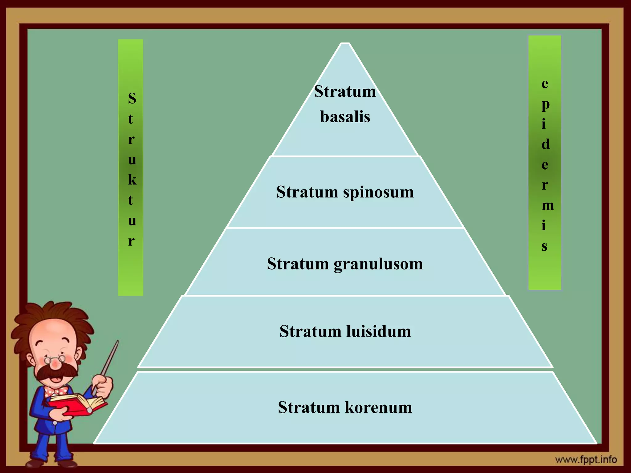 sistem integumen | PPTX