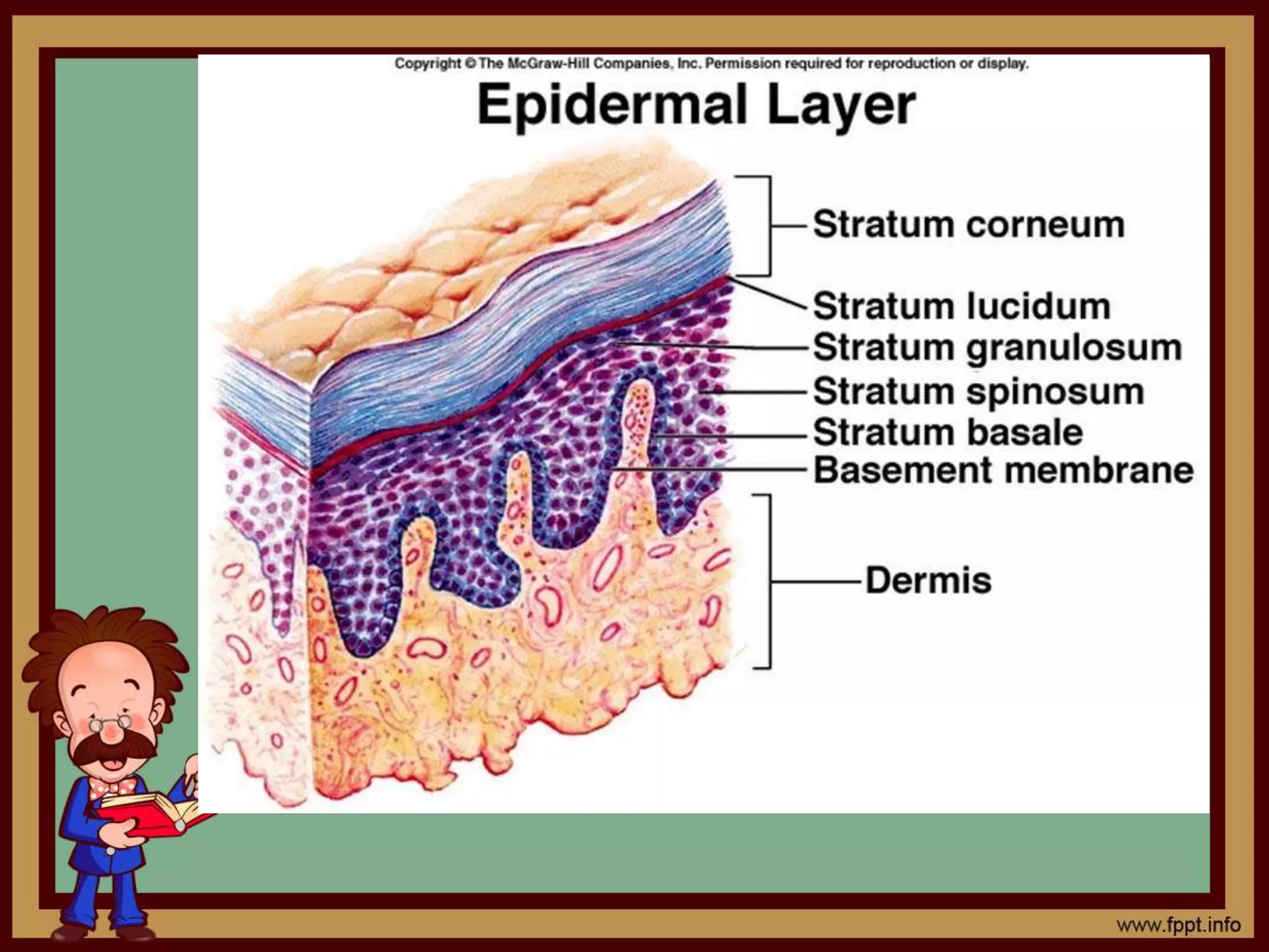 sistem integumen | PPTX
