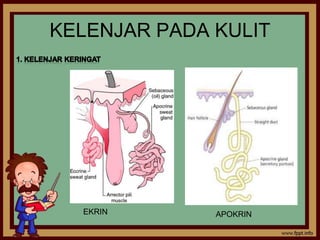sistem integumen | PPTX