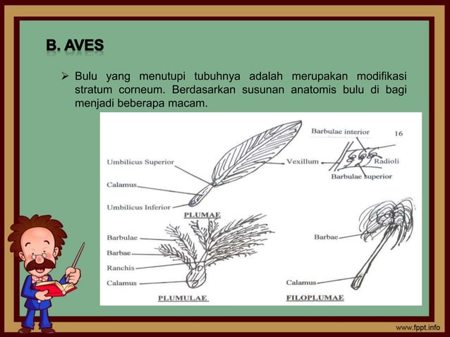 sistem integumen | PPTX