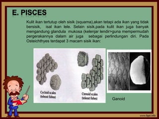 sistem integumen | PPTX