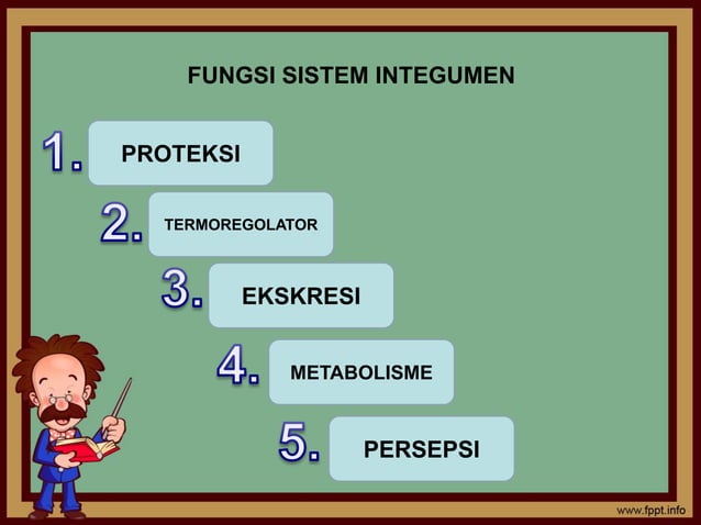 sistem integumen | PPTX
