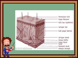 sistem integumen | PPTX