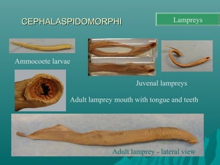 Zoologi vertebrata chordata | PPT